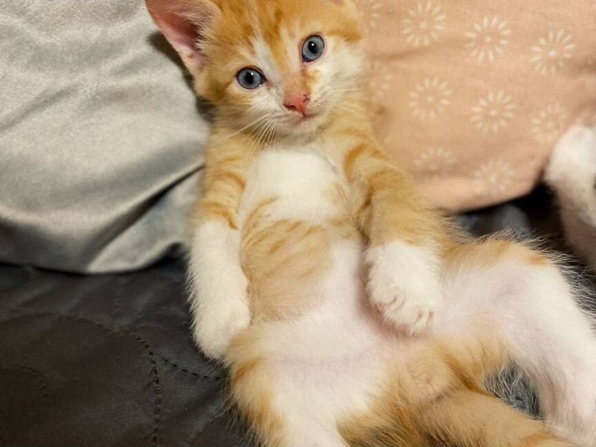 Маленький рыжий котеночек