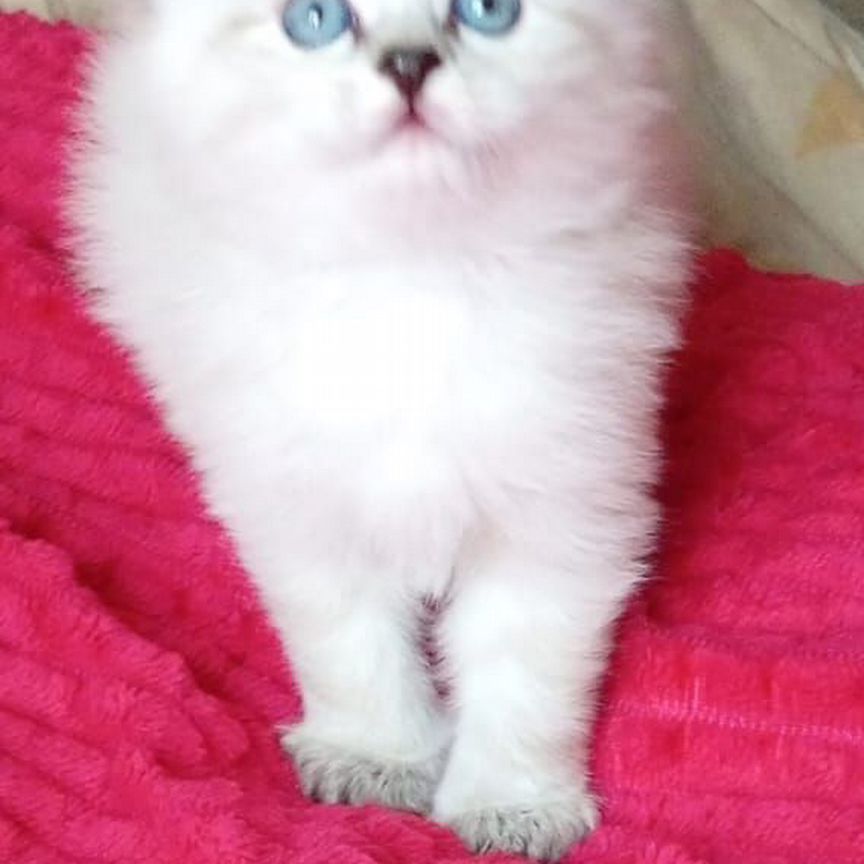 Невская принцесса