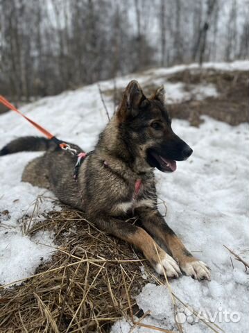 Собака Тиша из приюта