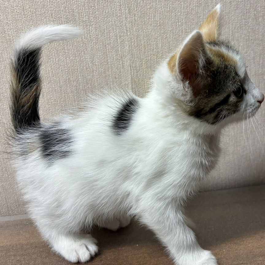 Котёнок от частного владельца