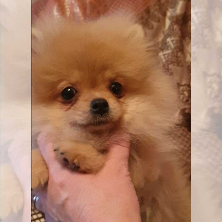 Померанский шпиц, щенок