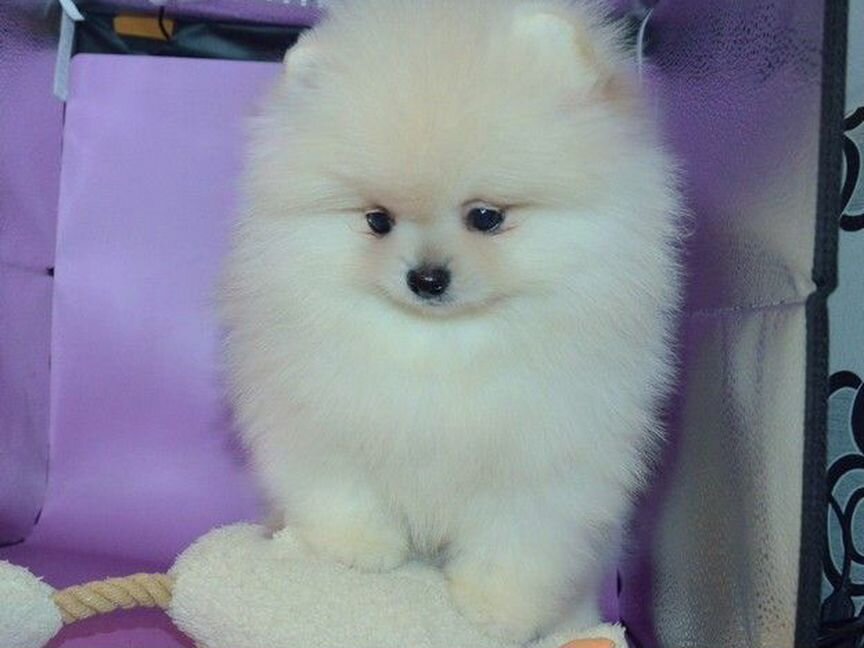 Померанский шпиц,белый медвежонок с документами