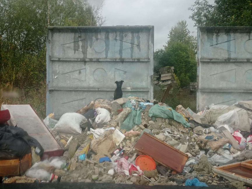 На свалку выкинули щенка