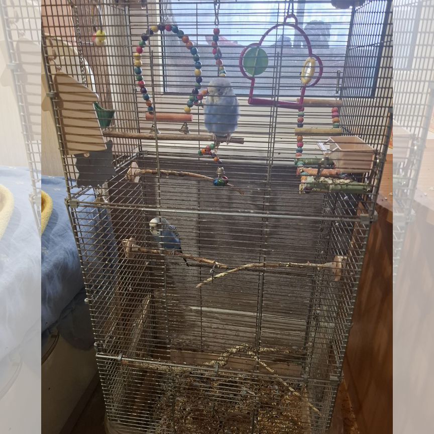 Волнистый попугай