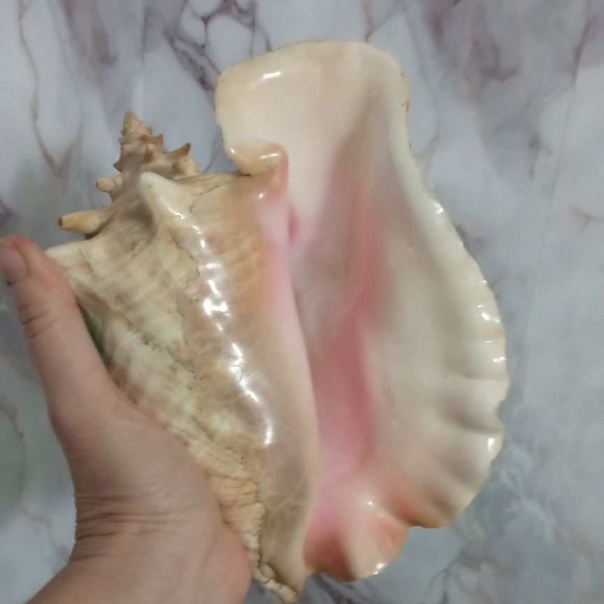 Ракушка морская большая