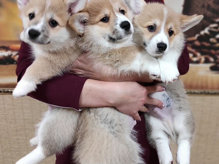 Щенки вельш корги пемброк