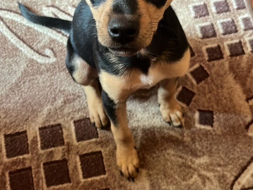 Той-терьер щенки бесплатно