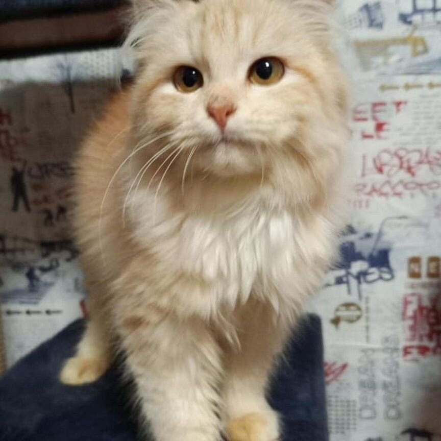 Котенок рыжая Девочка 4 месяца