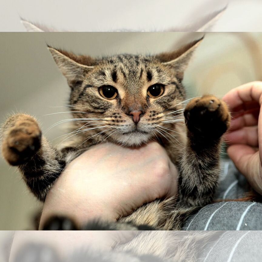 Взрослый кот в добрые руки