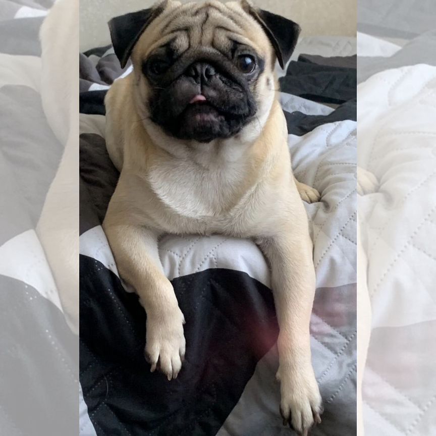 Мопс на вязку мальчик