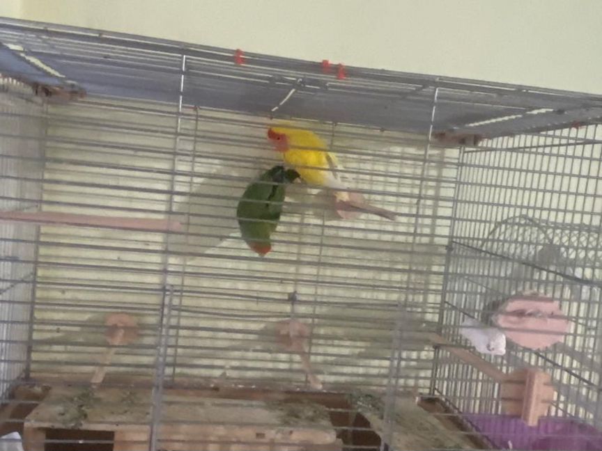 Попугаи неразлучники