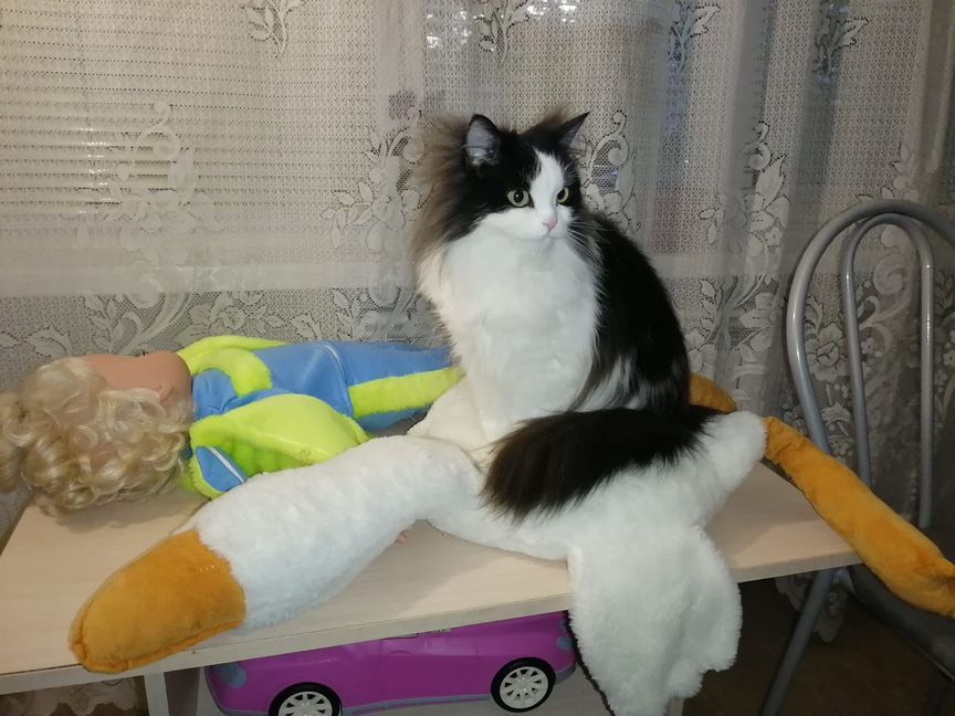 Кошечке грозит улица