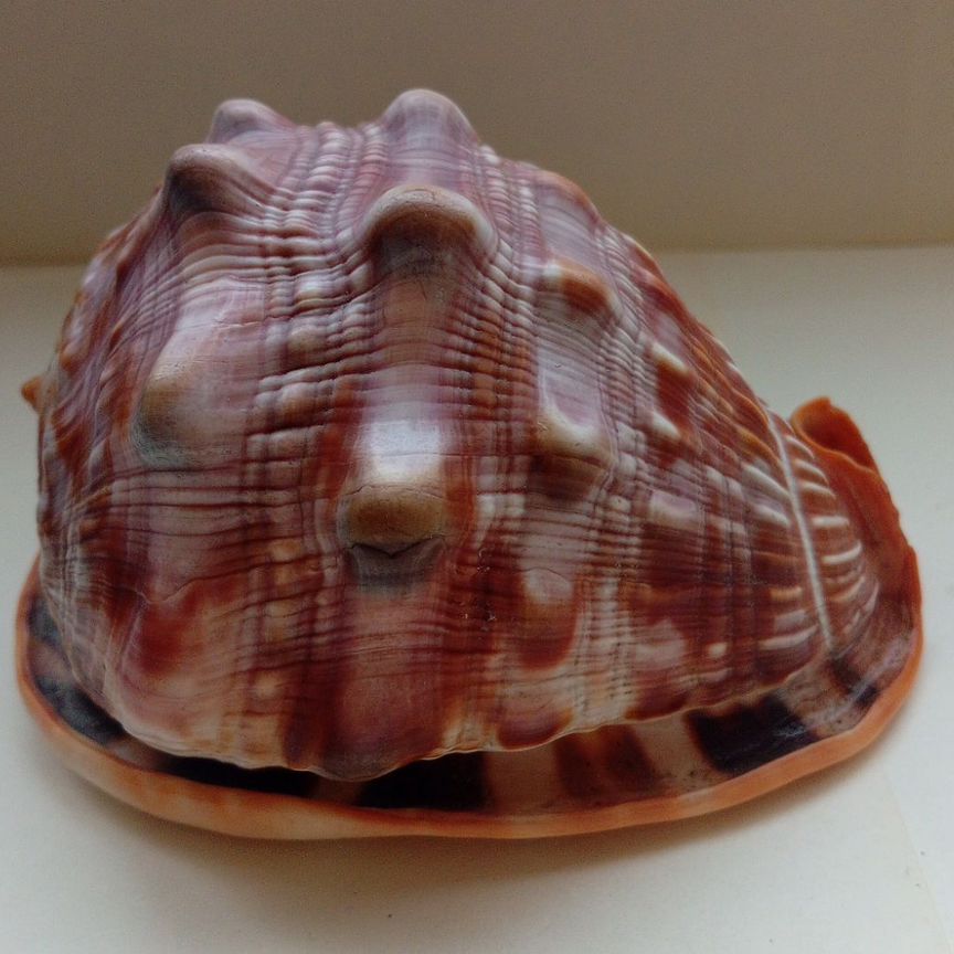 Морская ракушка