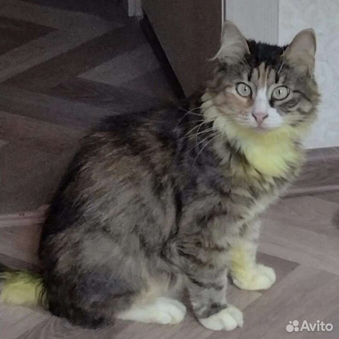 В пятницу выпускают на улицу эту милую кошечку