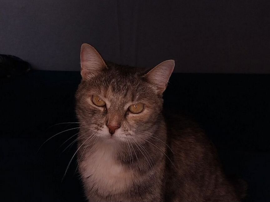 Кошка в дар