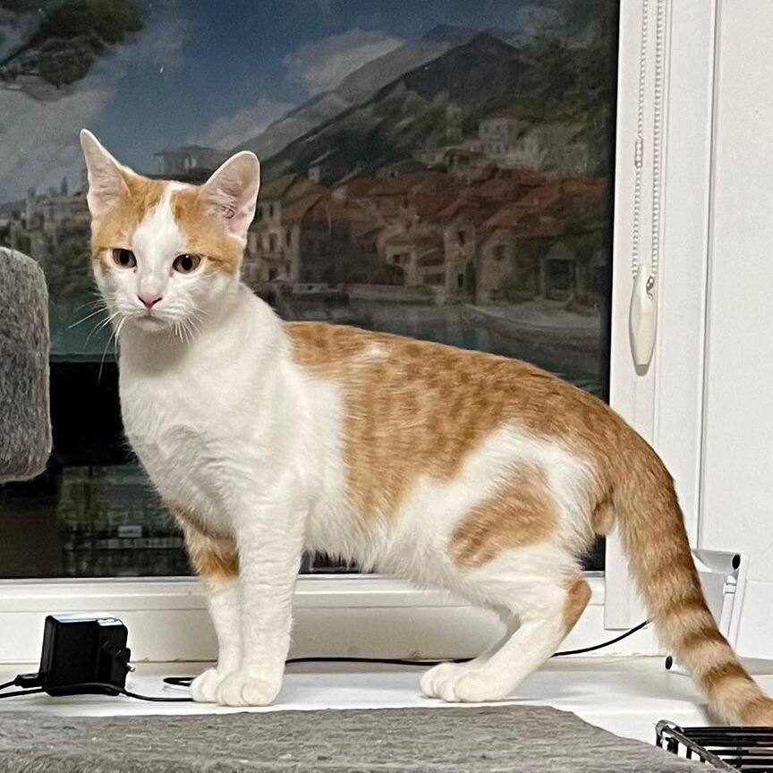 Котики крысоловы