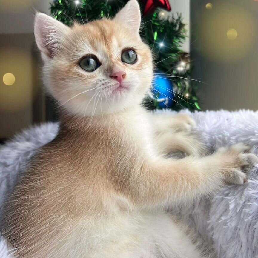 Маленький британский красавчик