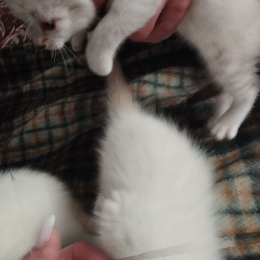 Котята в подарок на новый год