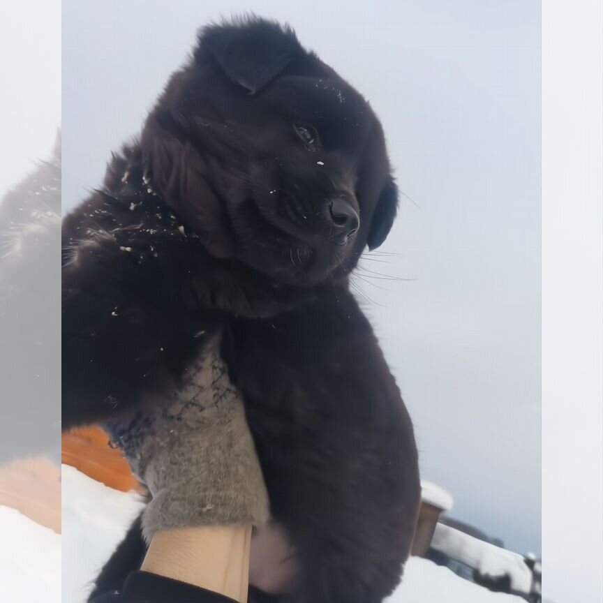 Лабрадор-ретривер, щенок