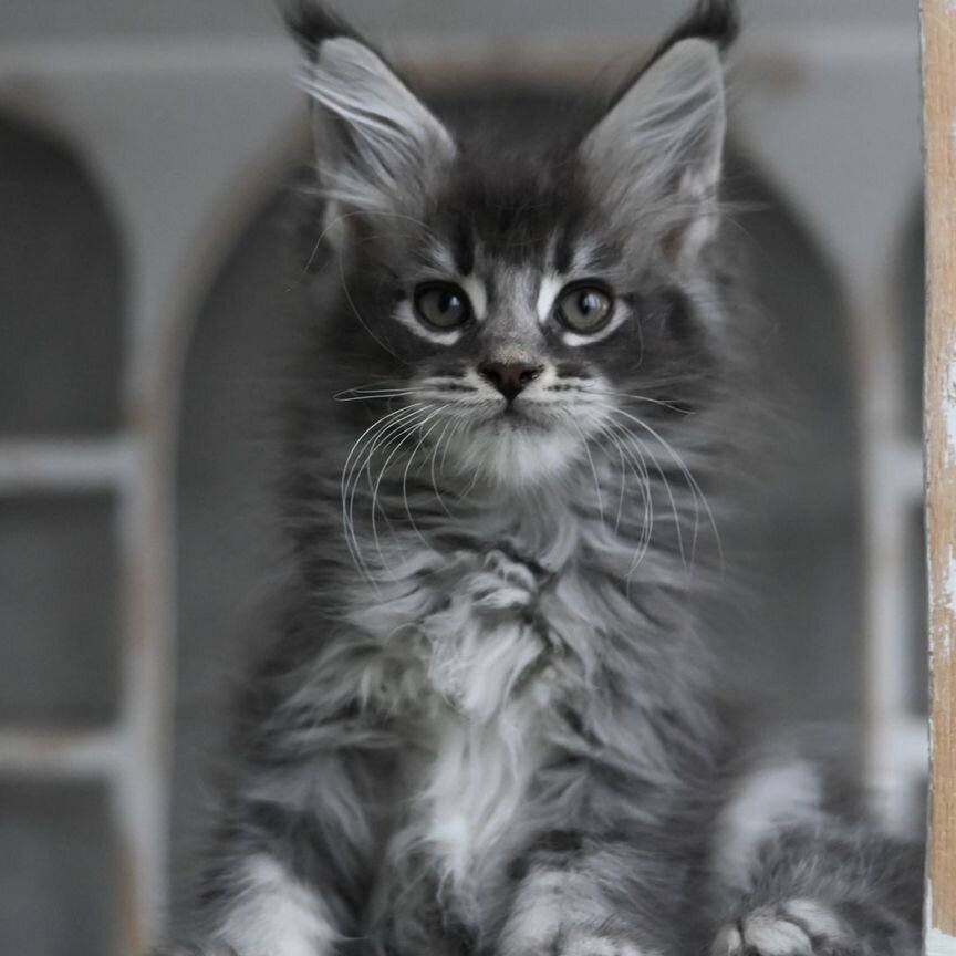 Мейн-кун котёнок