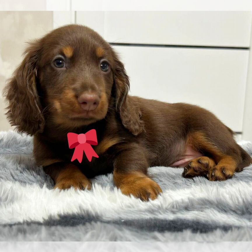 Такса, щенок