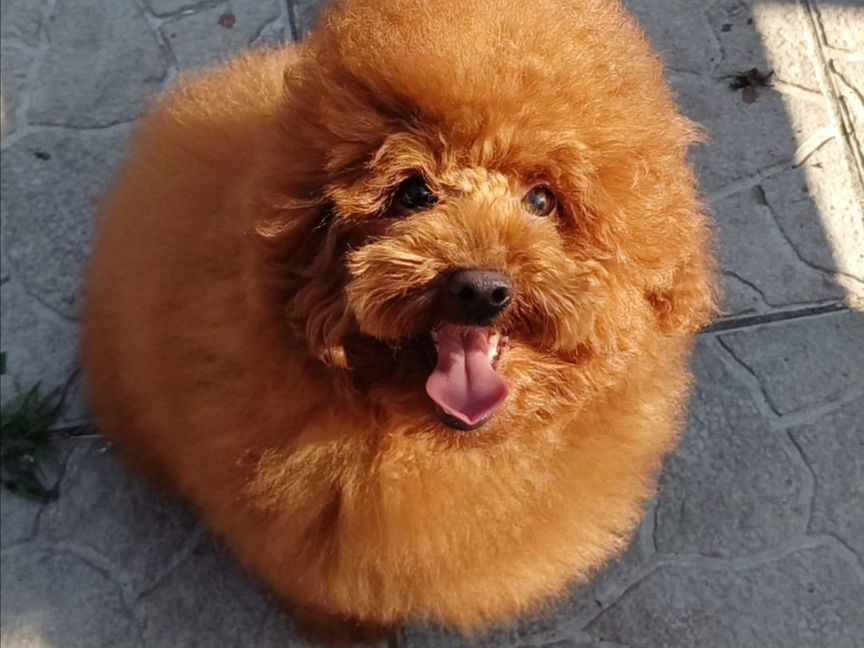 Той пудель Вязка