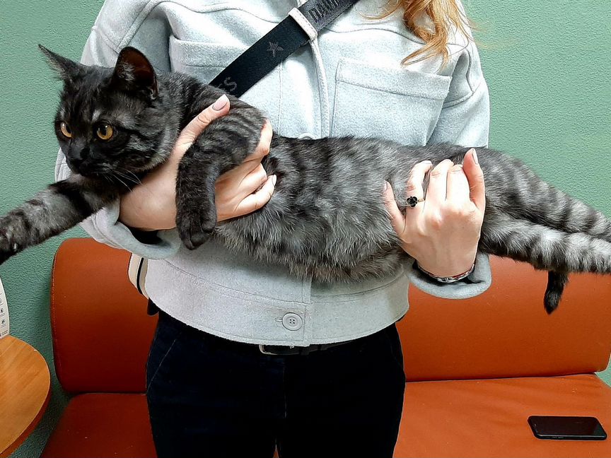 Котик около 8 месяцев