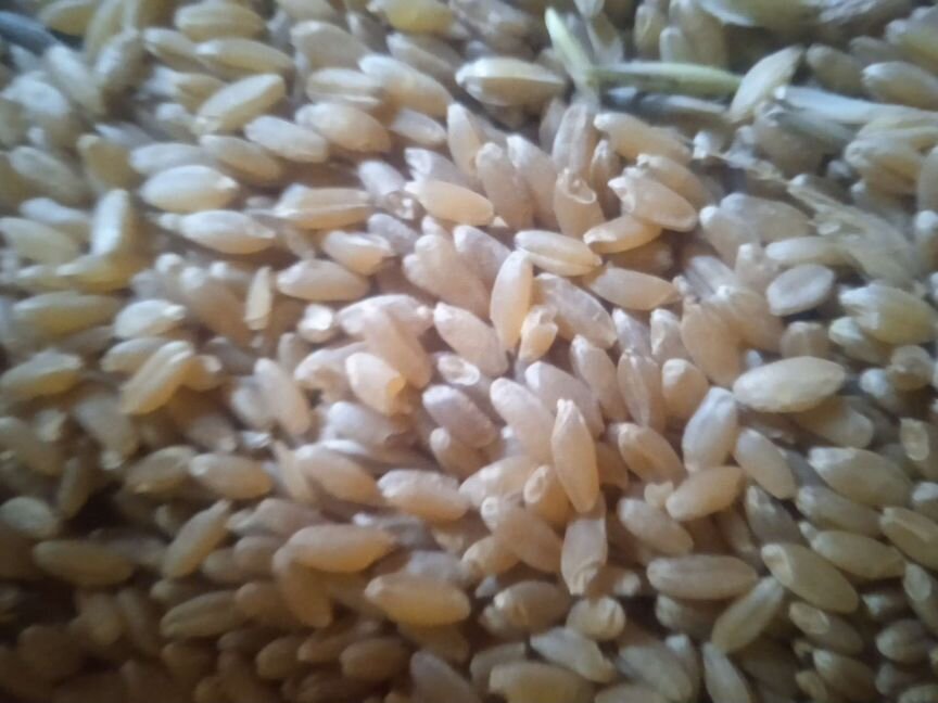 Пшеница твёрдая