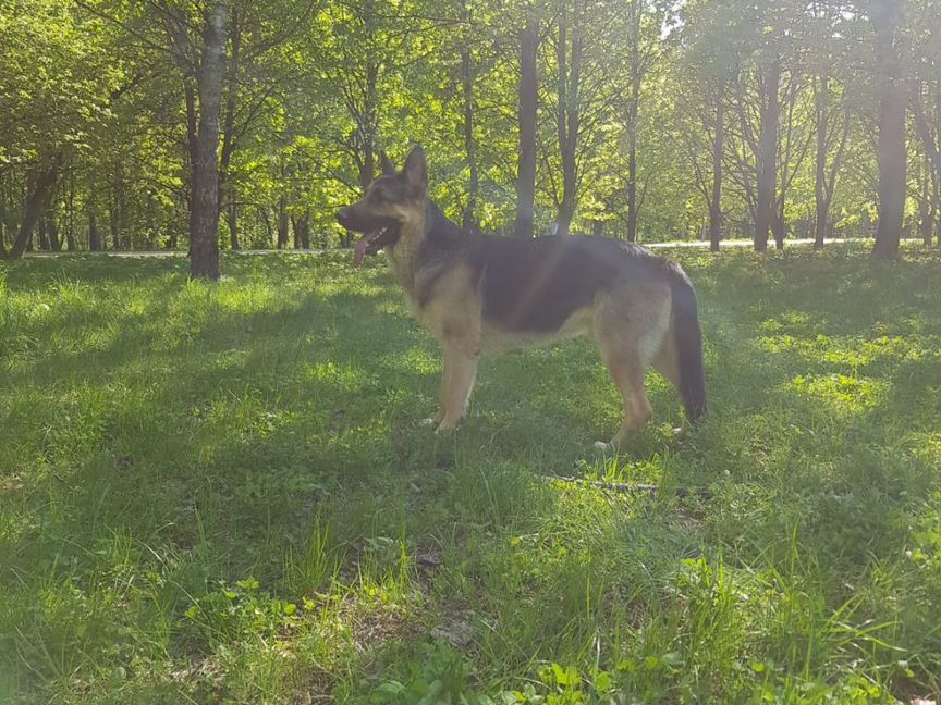 Вязка кобель