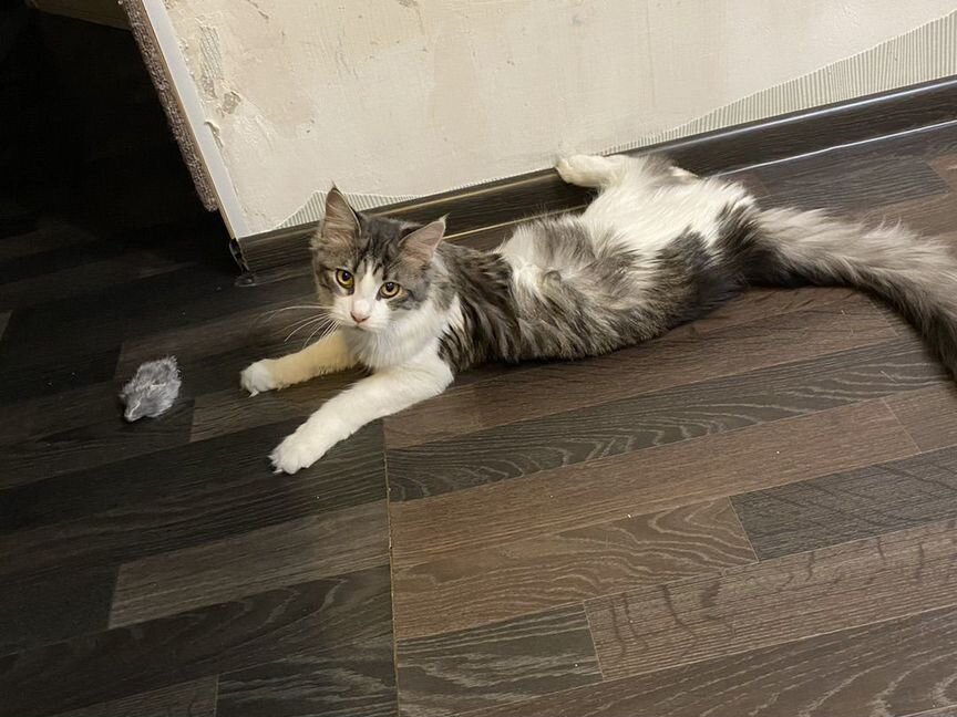 Майнкун в добрые руки