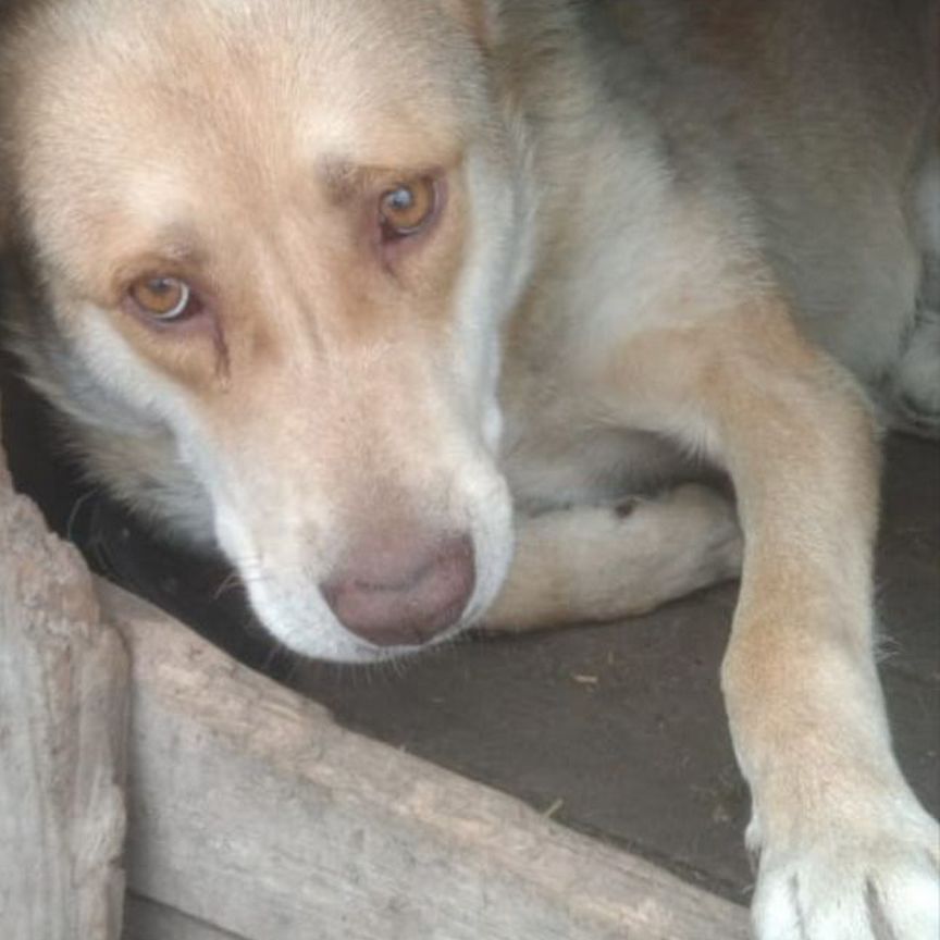 Собака в добрые руки