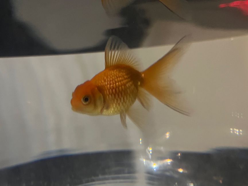 Золотая рыбка жемчужина