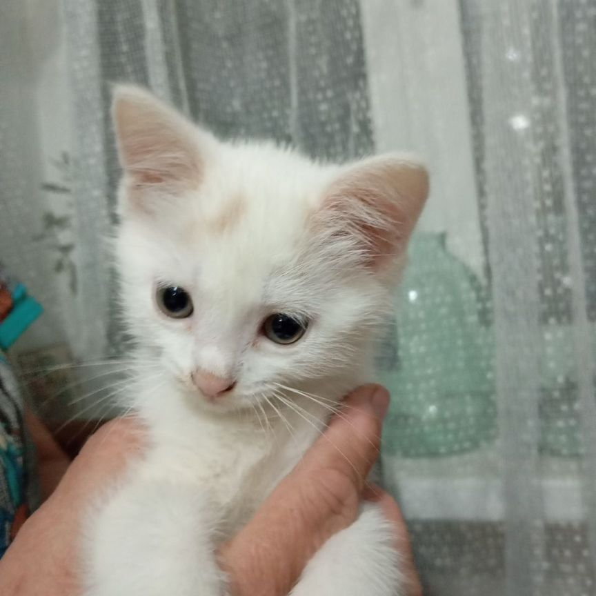 Белый котенок