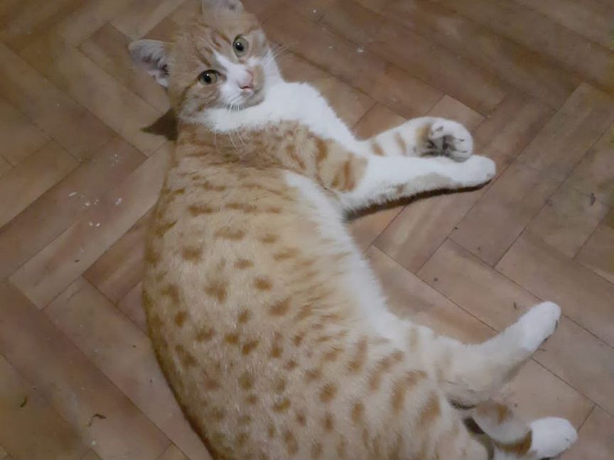 Молоденький котик в добрые руки