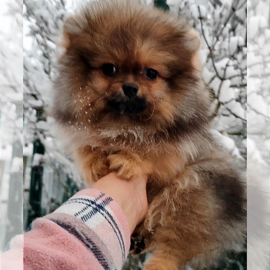 Померанский шпиц медвежьего типа