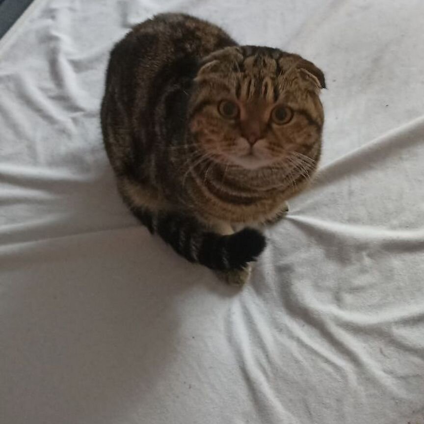 Шотландский вислоухий короткошёрстный котёнок