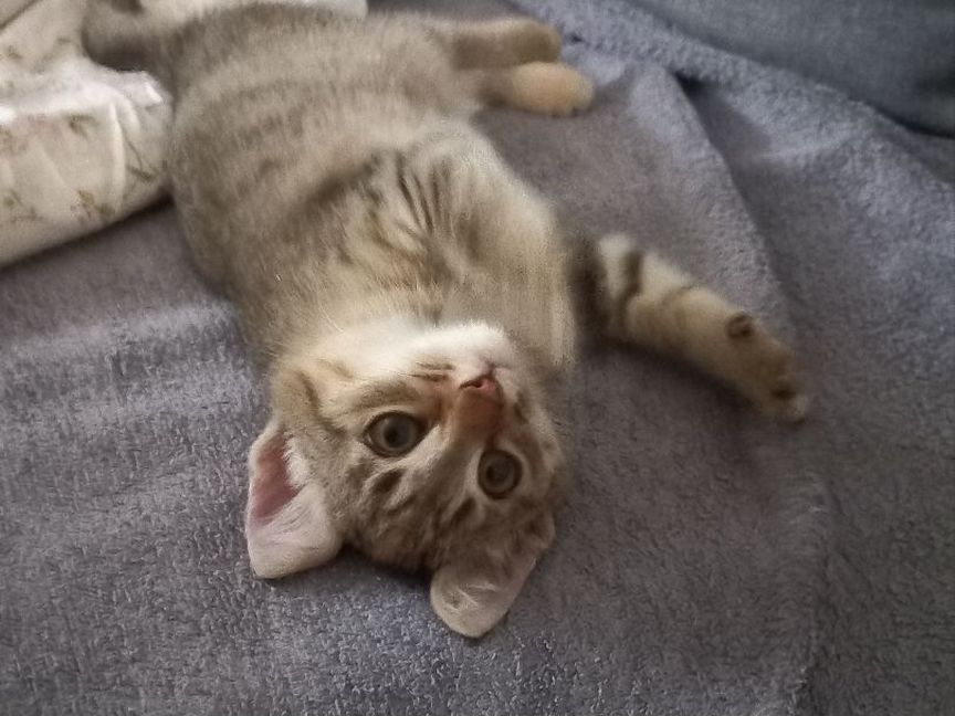 Котенок девочка в добрые руки