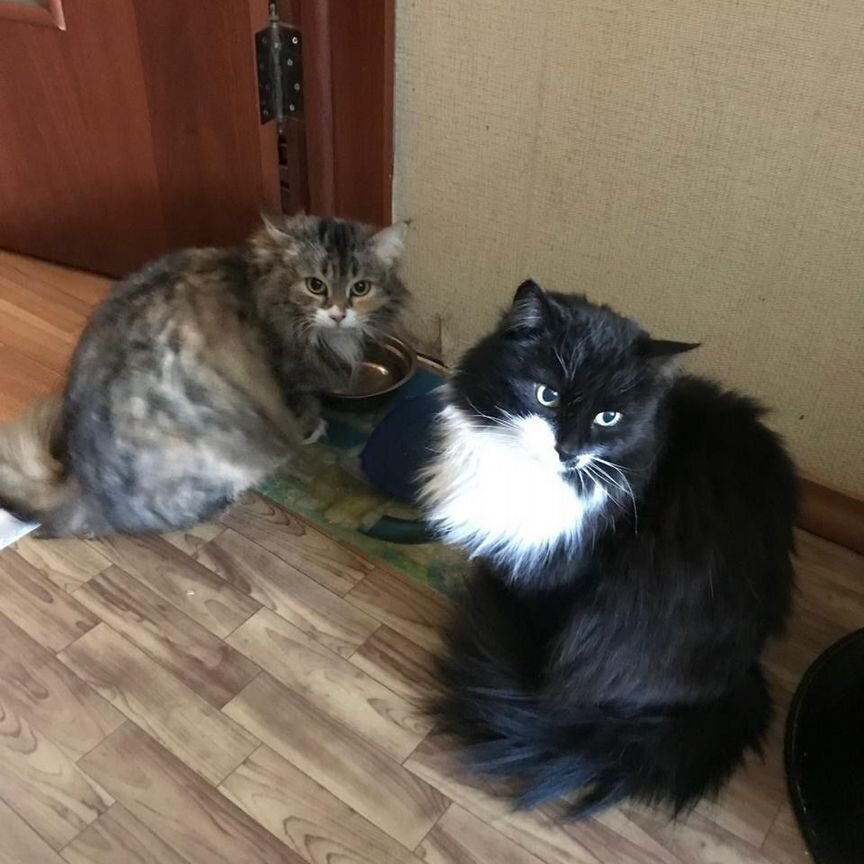 Отдам в добрые руки