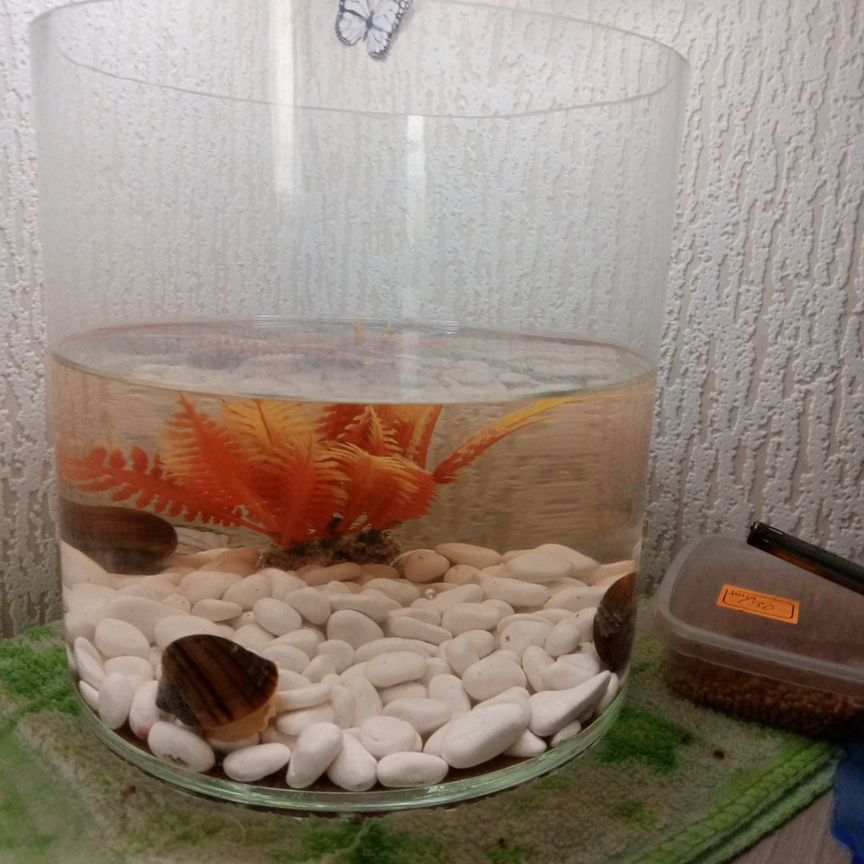 Аквариумные животные