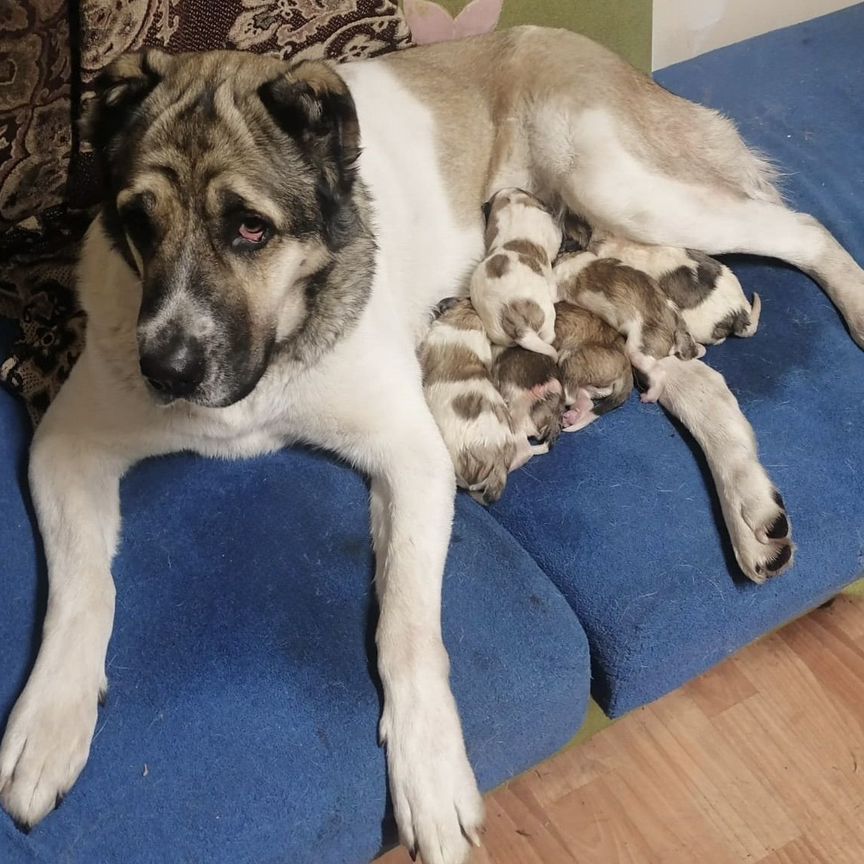 Среднеазиатская овчарка, щенок