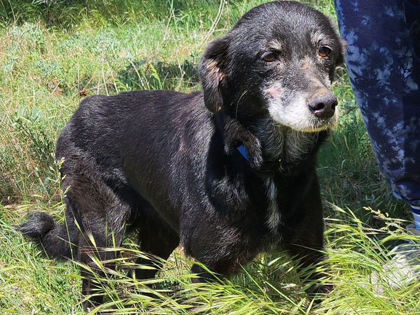 Спасите маленькую старенькую Диночку из отлова