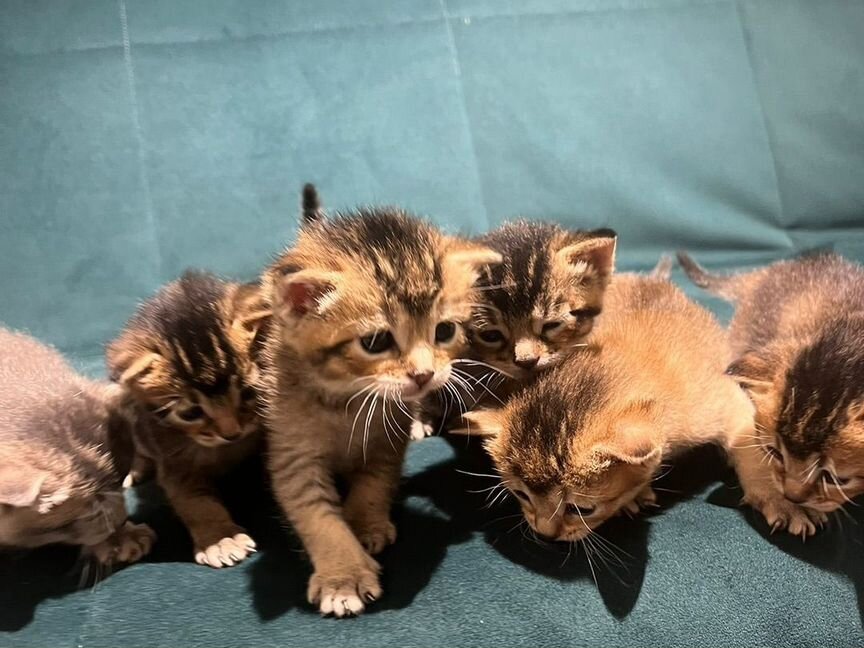 Котята от абессинской кошки бесплатно