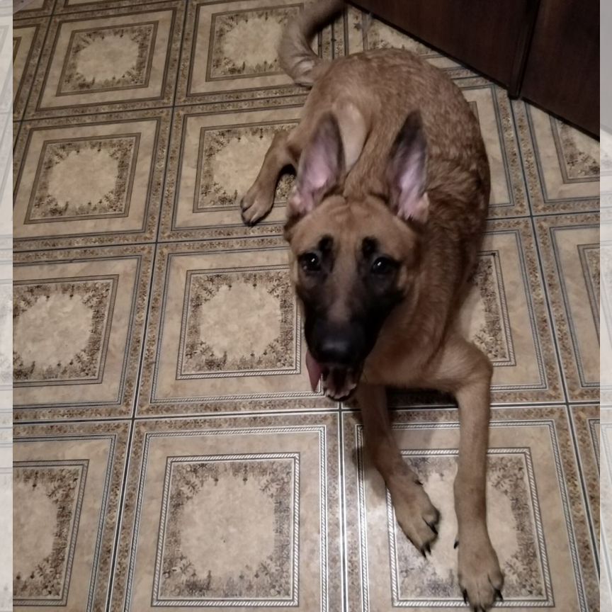 Щенок Бельгийской овчарки 9 мес