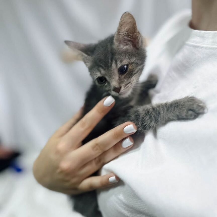 Серый котенок мальчик