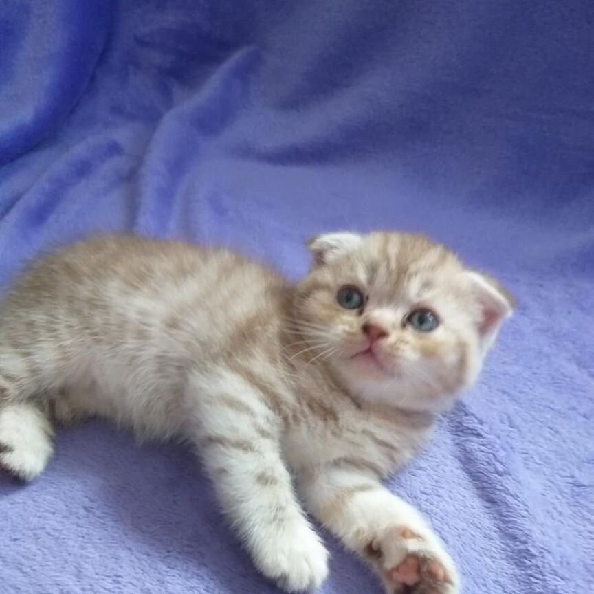 Шотландский вислоухий короткошёрстный котёнок