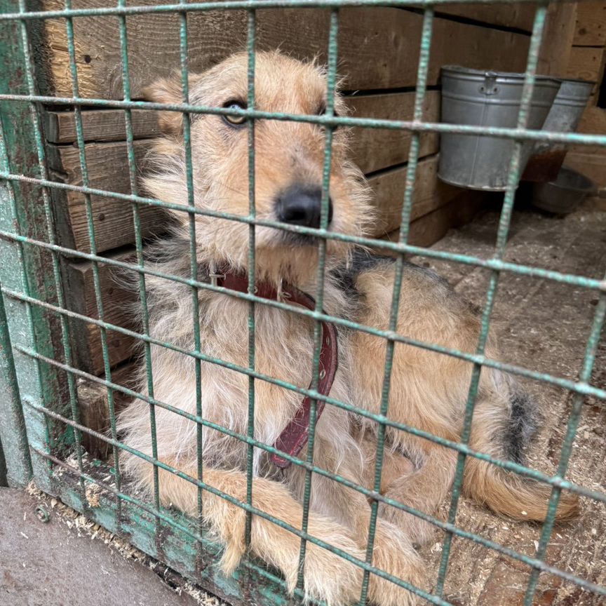 Собака за решеткой приюта