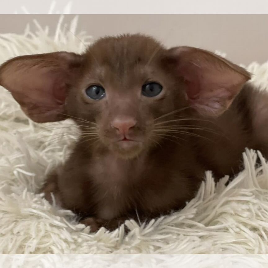 Ориентальный котёнок