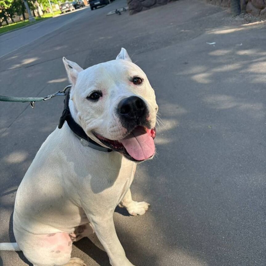 Американский стаффордширский терьер