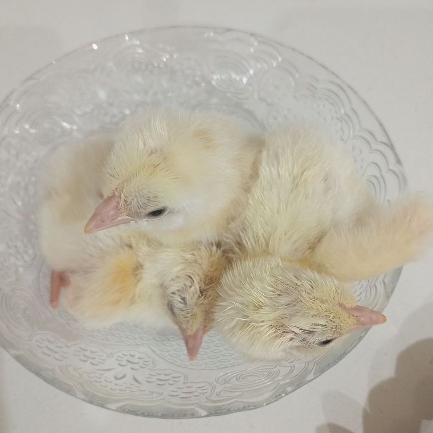 Цыплята бройлеры Арбор Кобб 700 (Екатеринбург)