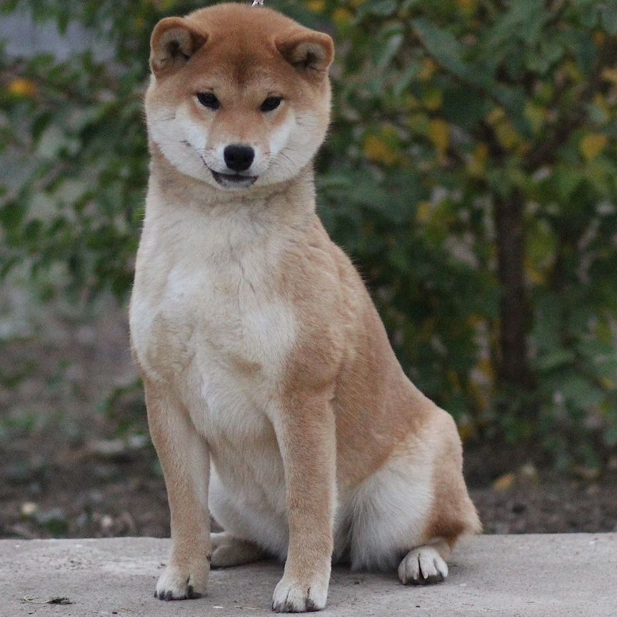 Сиба девочка 6 мес